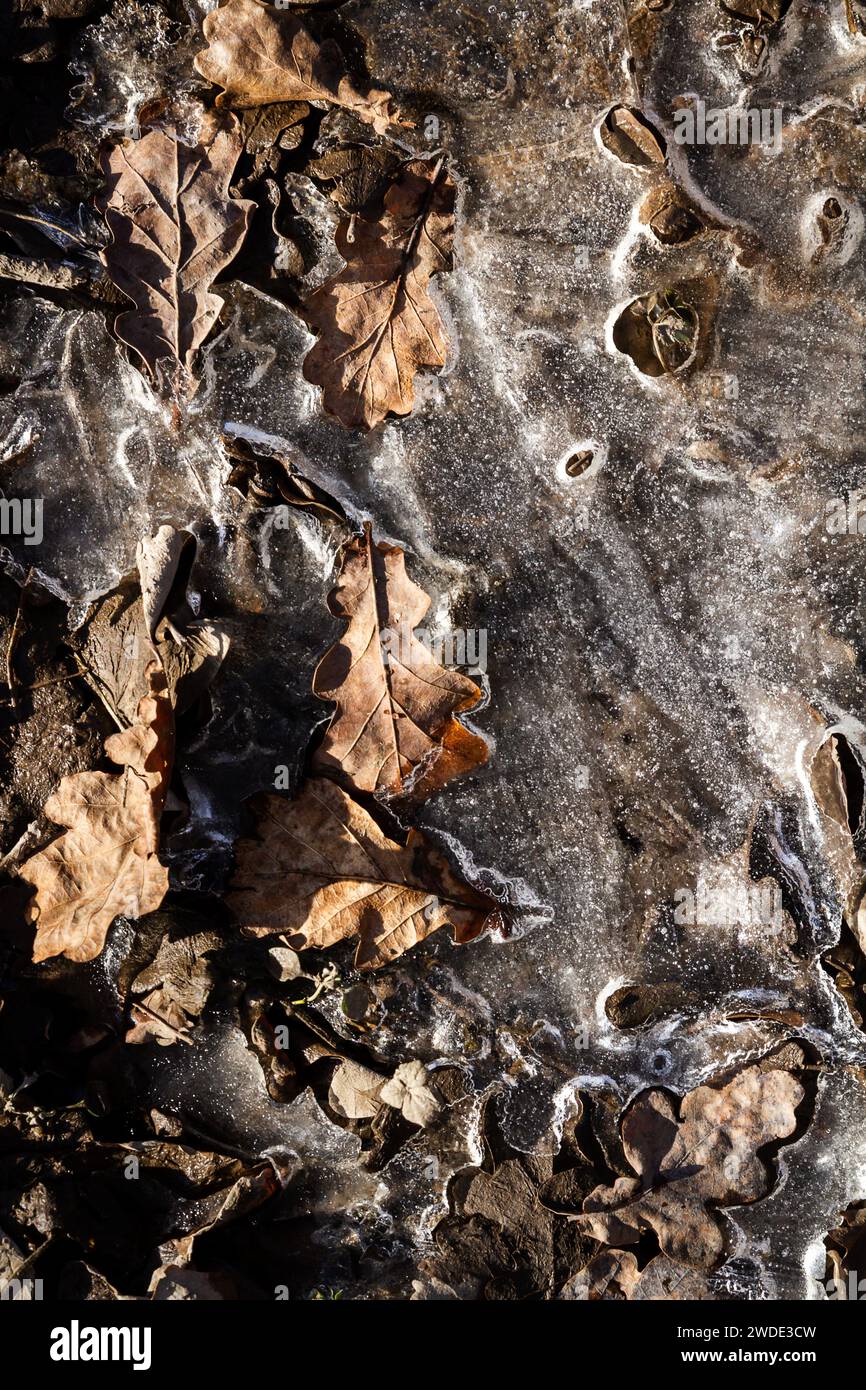 Spring ground covered with thawing snow. Melting ice on dry grass close ...