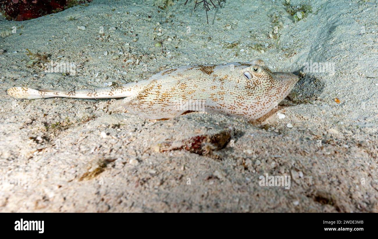 Belize, Yellow Stingray (Urobatis jamaicensis Stock Photo - Alamy
