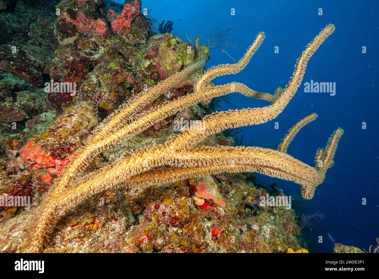 Belize, Grooved-Blade Sea Whip (Pterogorgia guadalupensis Stock Photo ...