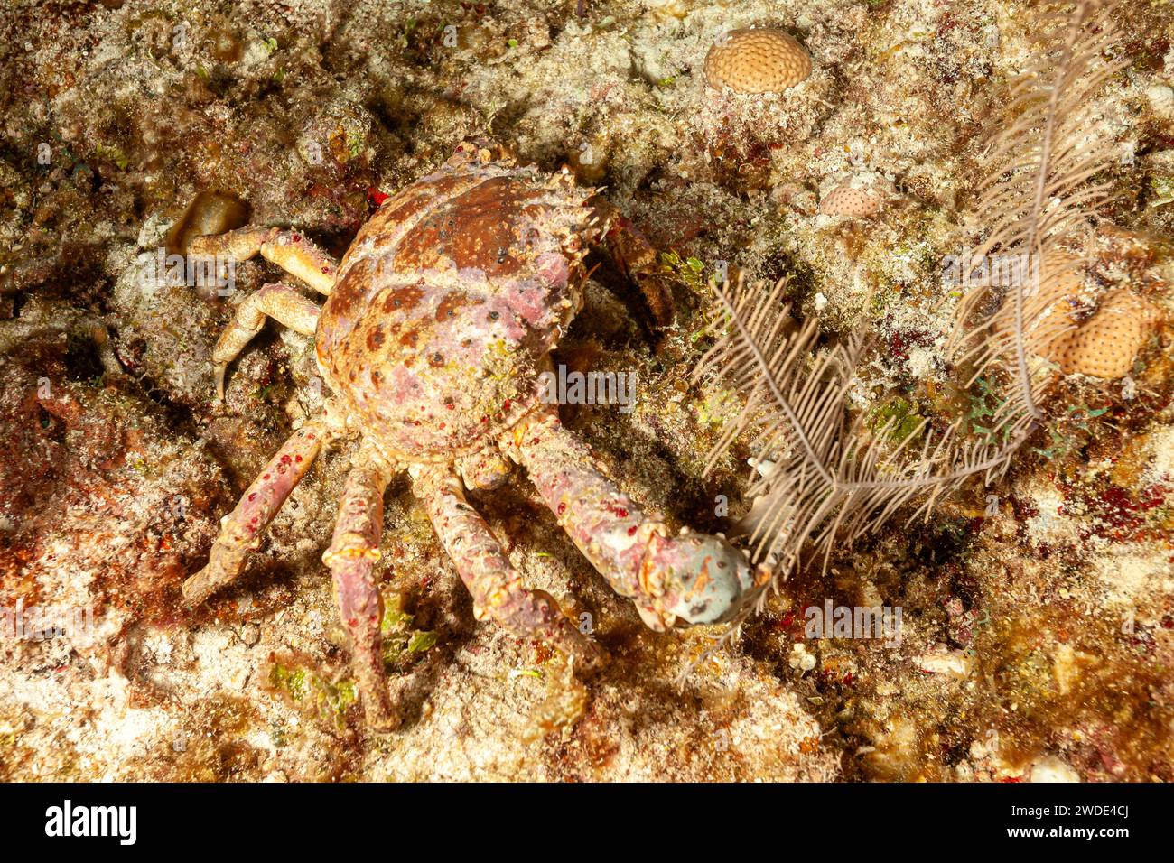 Belize, Batwing Coral Crab (Carpillus corallinus), Queen Crab, Red ...