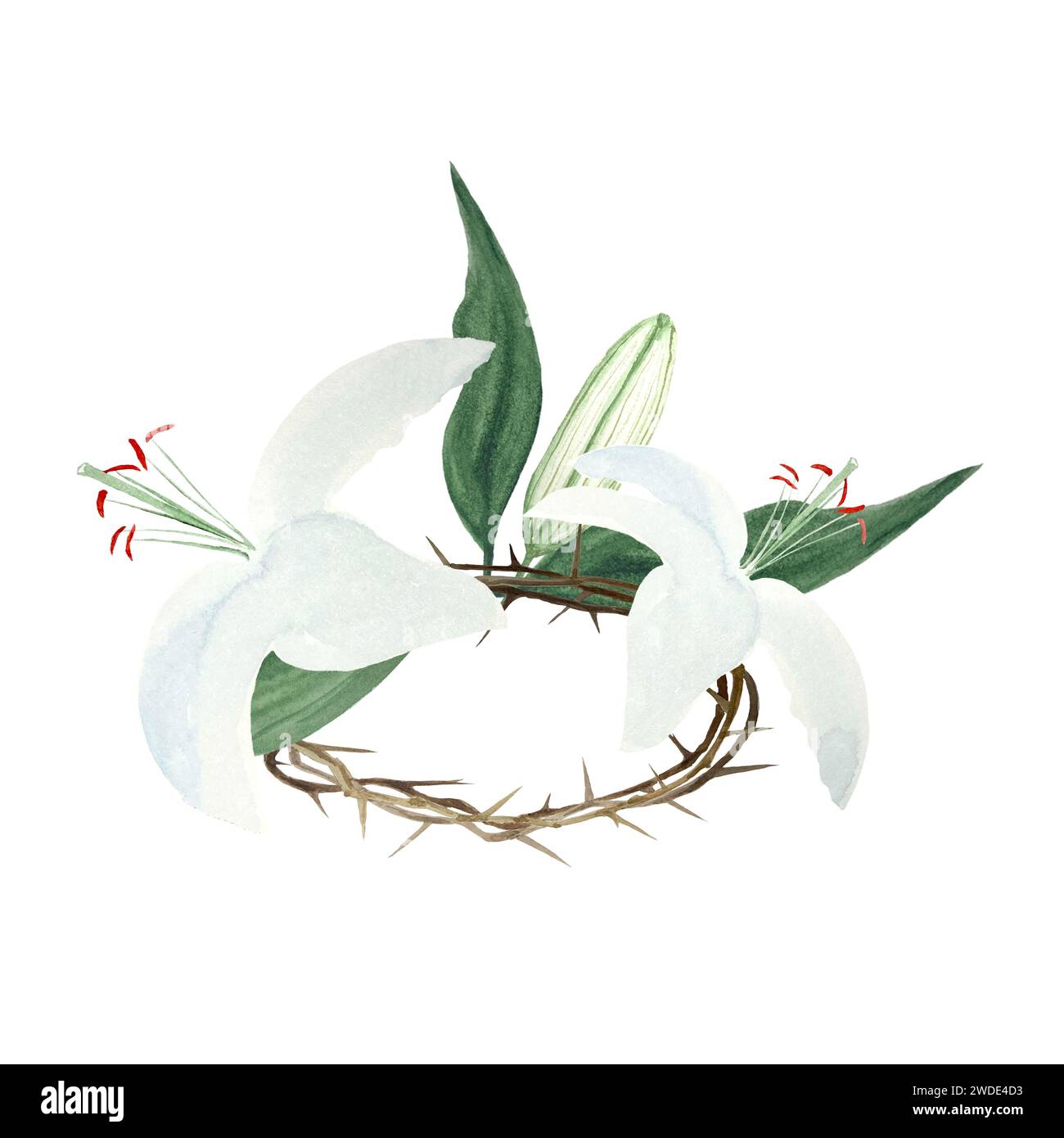 Watercolor crown of thorns and lilies for Easter, holy Thursday ...