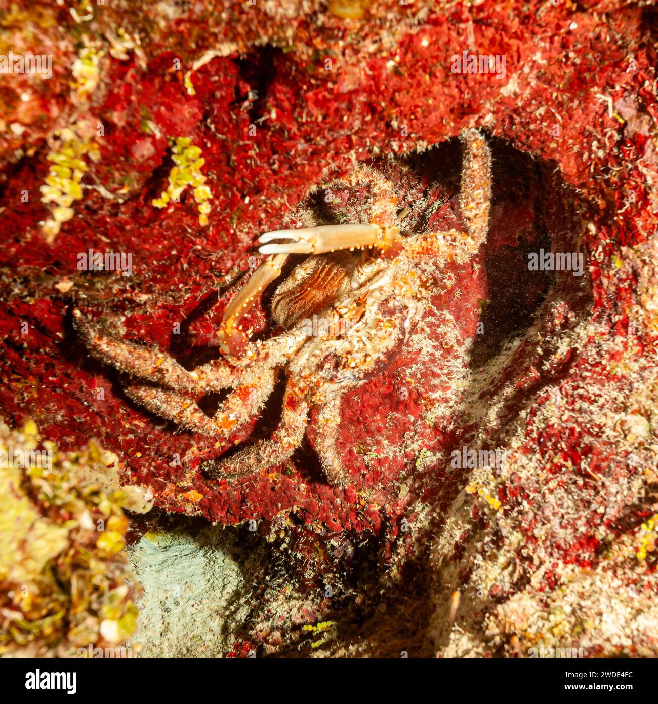 Belize, Batwing Coral Crab (Carpillus corallinus), Queen Crab, Red ...