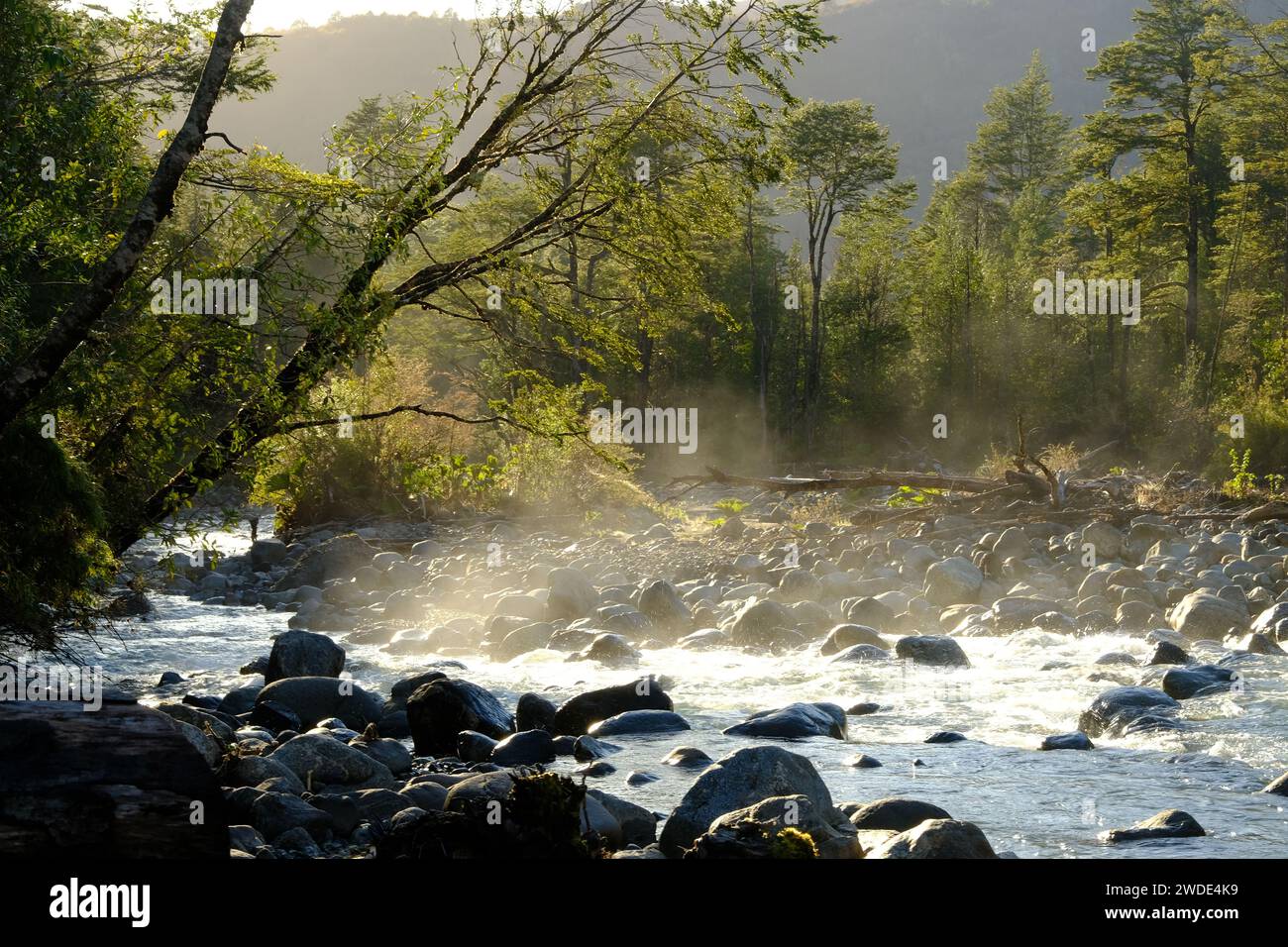 Steam rises off a river running through temperate rainforest near Lago ...