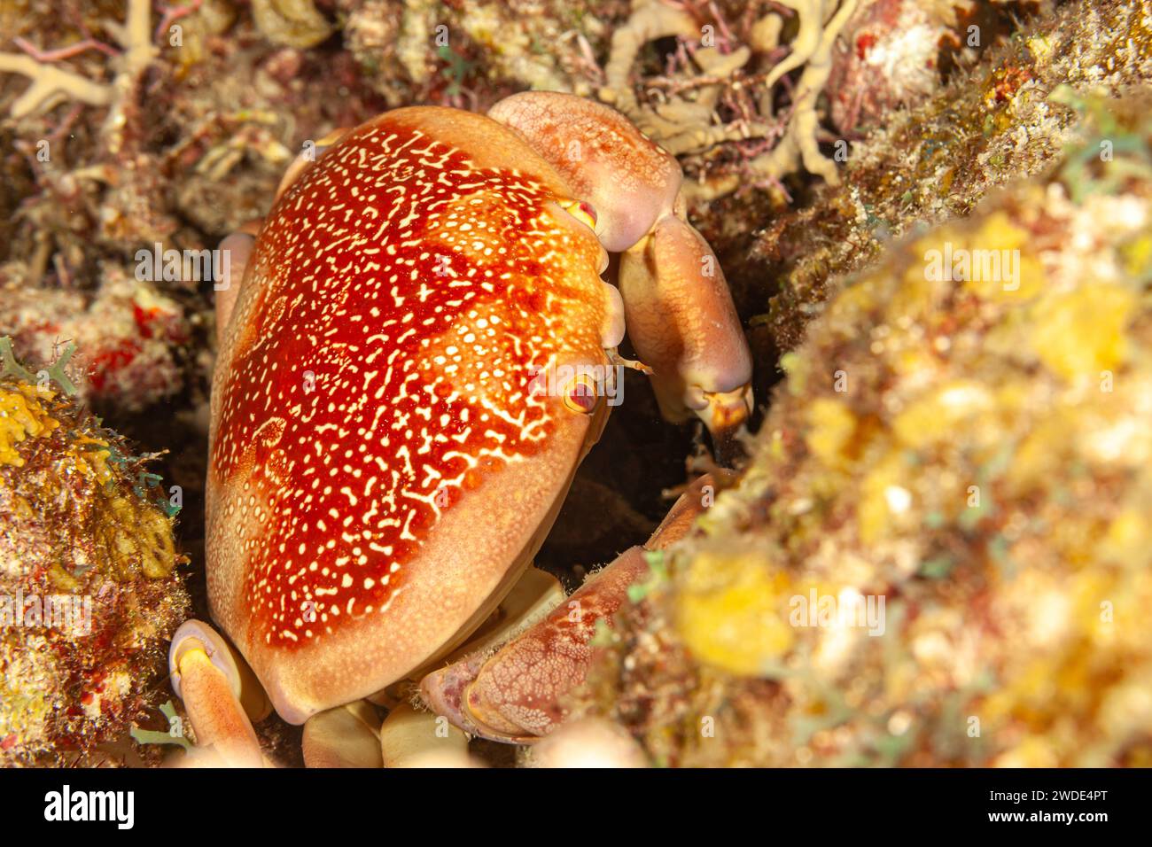 Beliize, Batwing Coral Crab (Carpillus corallinus), Queen Crab, Red ...