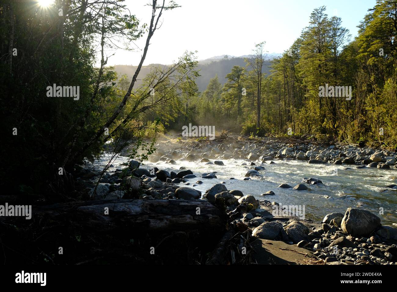 Steam rises off a river running through temperate rainforest near Lago ...