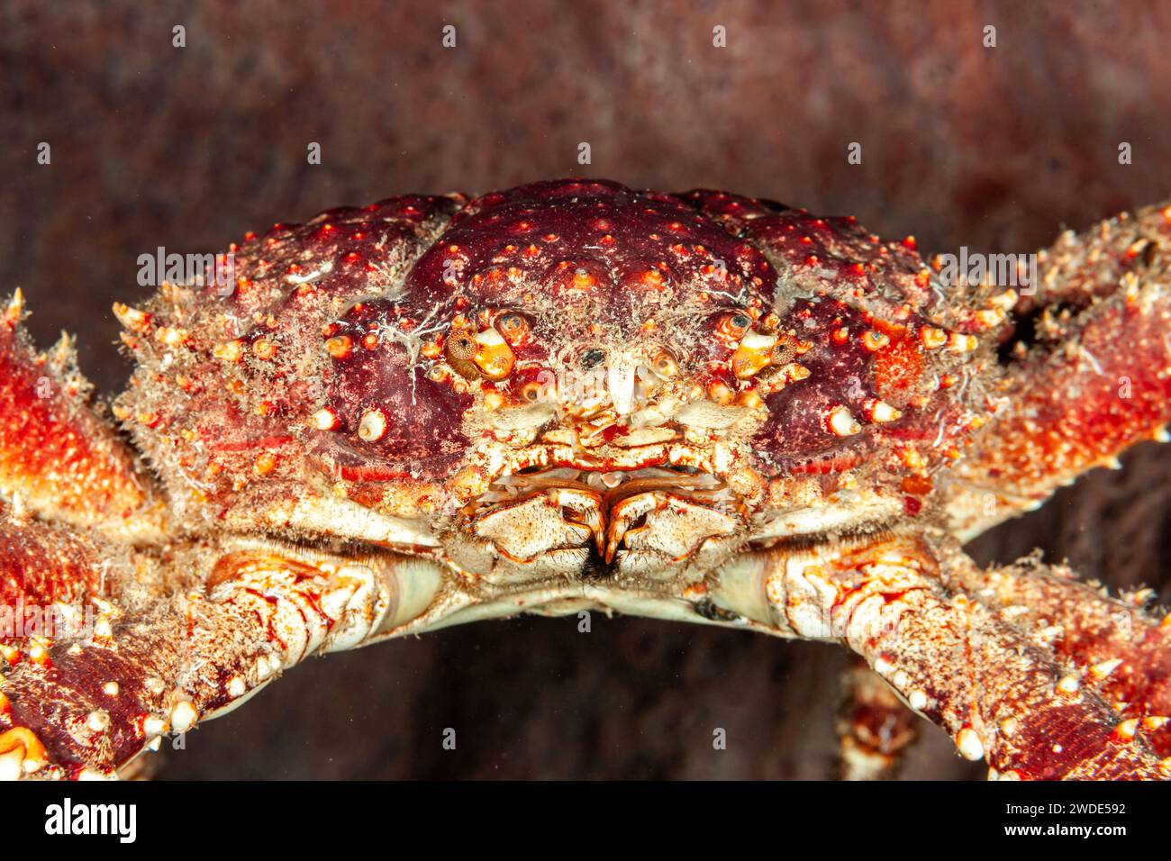 Belize, Batwing Coral Crab (Carpillus corallinus), Queen Crab, Red ...