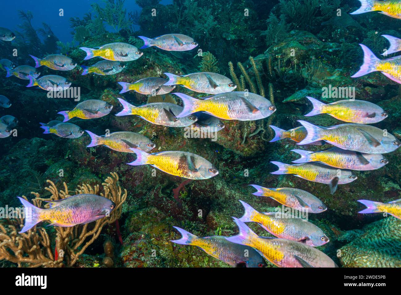 Belize, School of Creole Wrasse (Clepticus parrae Stock Photo - Alamy