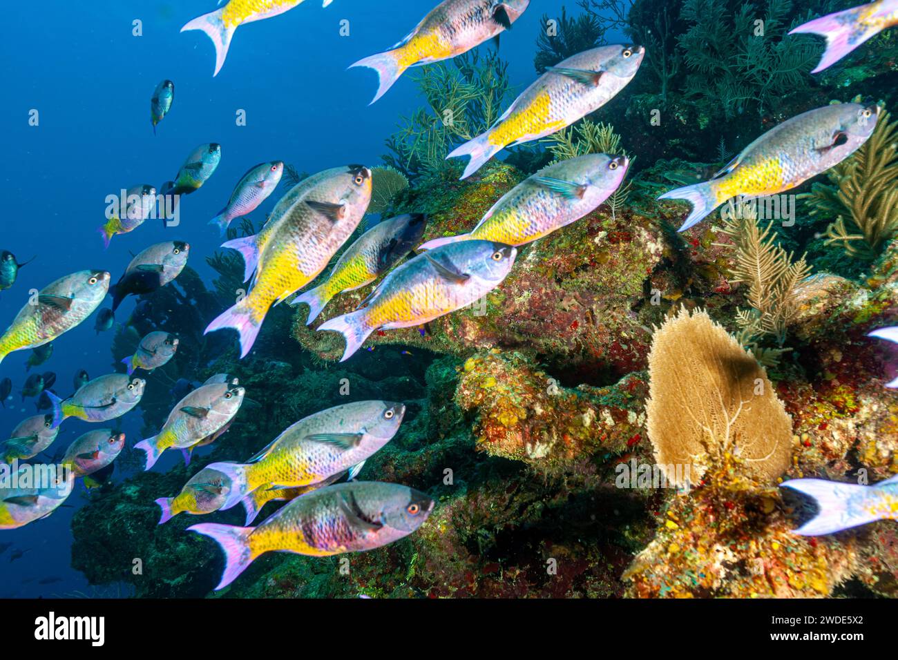 Belize, School of Creole Wrasse (Clepticus parrae Stock Photo - Alamy