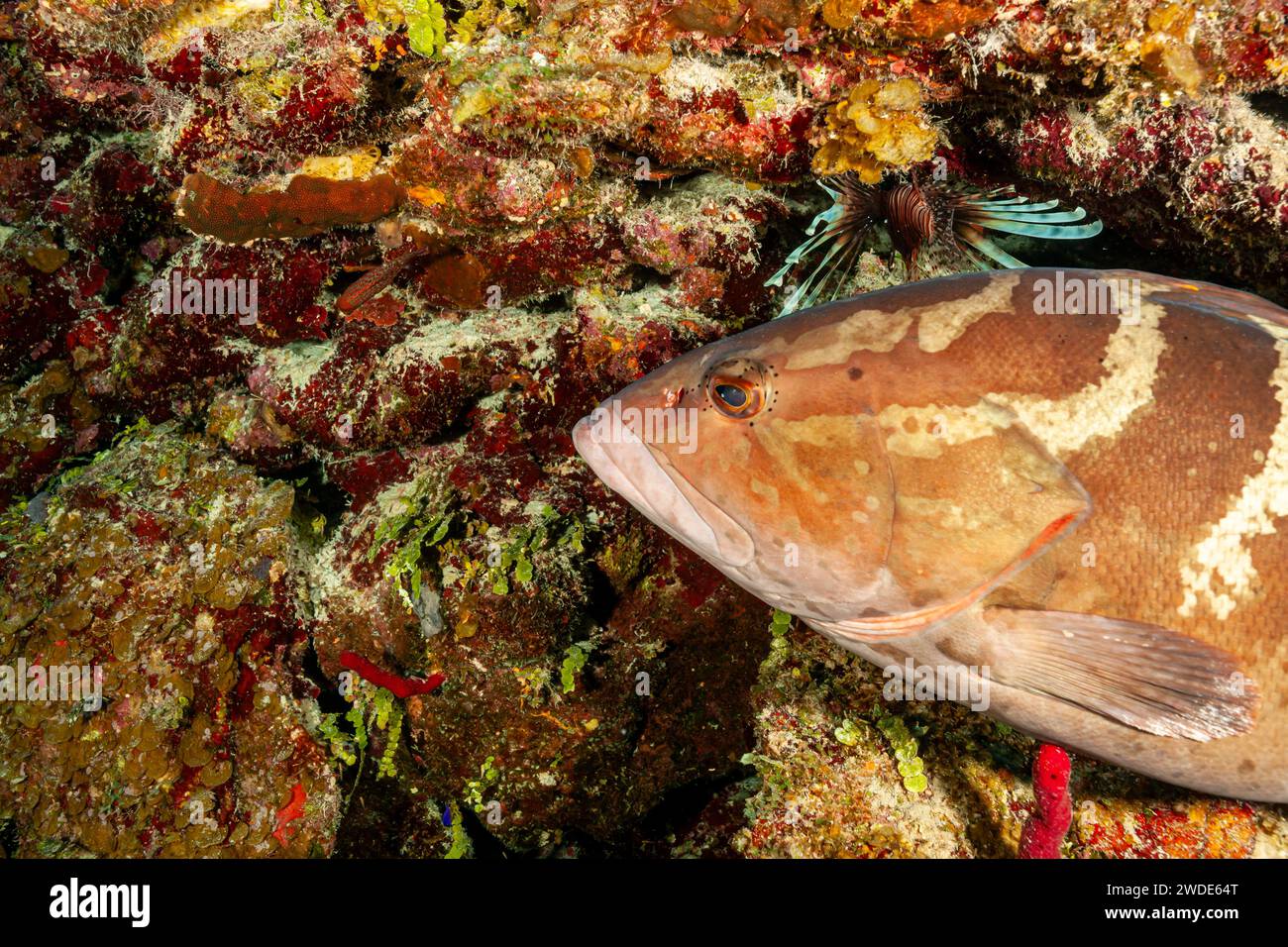 Belize, Brown Grouper Stock Photo - Alamy