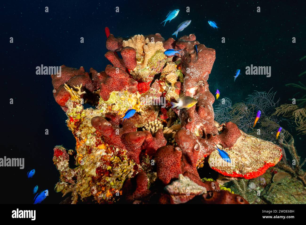 Belize, Group of blue fish around a red rock formation Stock Photo - Alamy