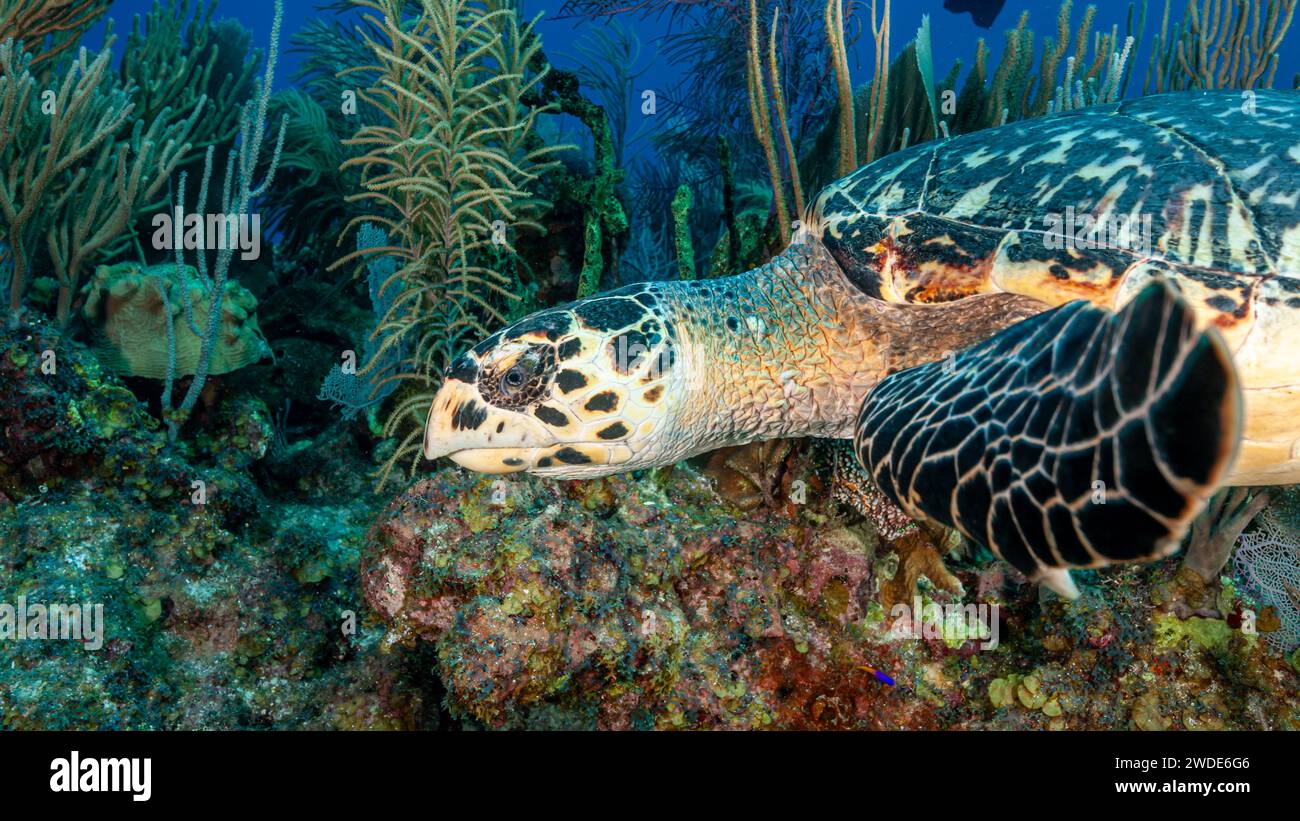 Belize, Hawksbill Sea Turtle (Eretmochelys imbricata Stock Photo - Alamy