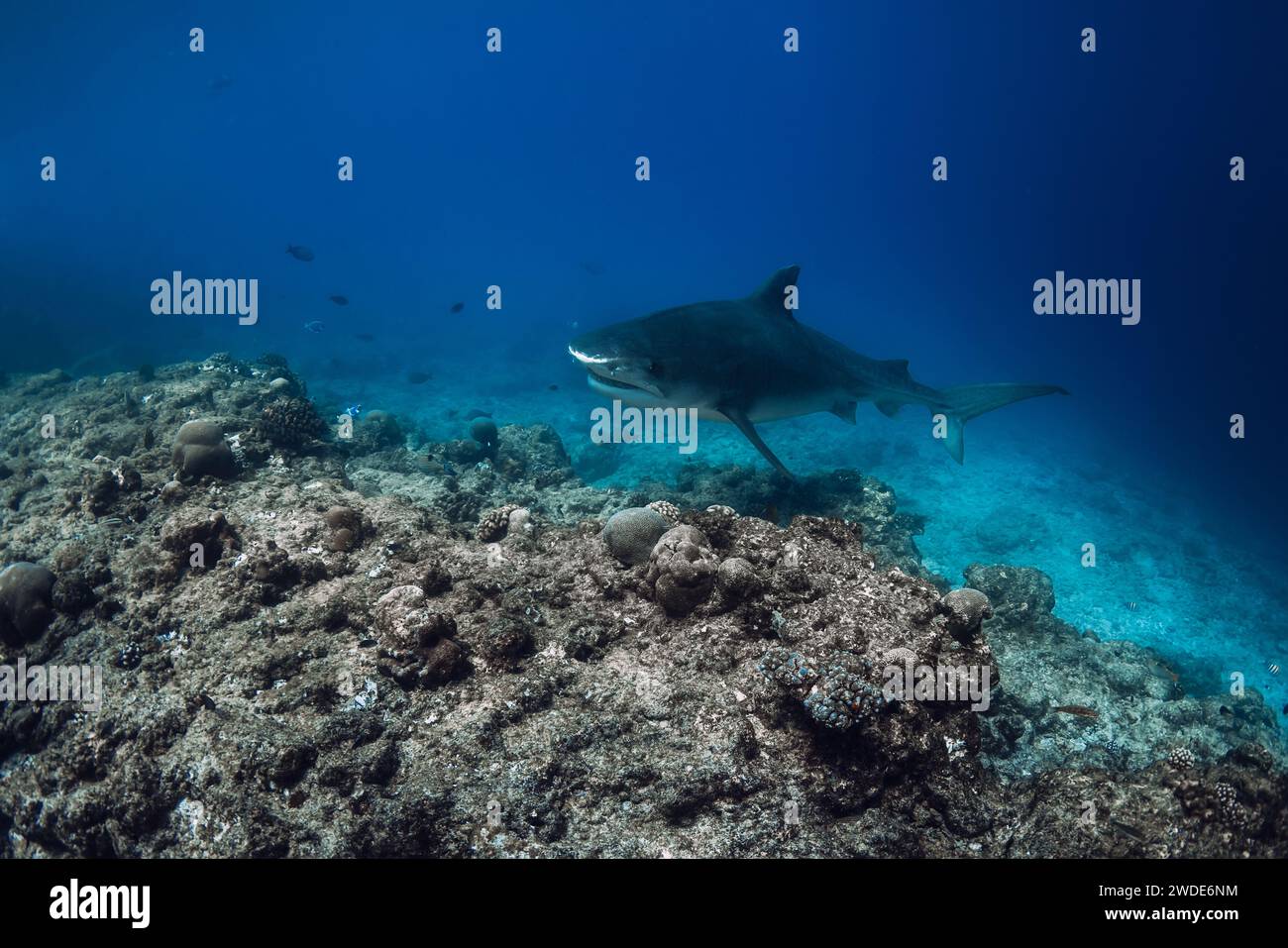 Tiger shark on deep in blue ocean. Shark with sharp teeth. Diving with ...