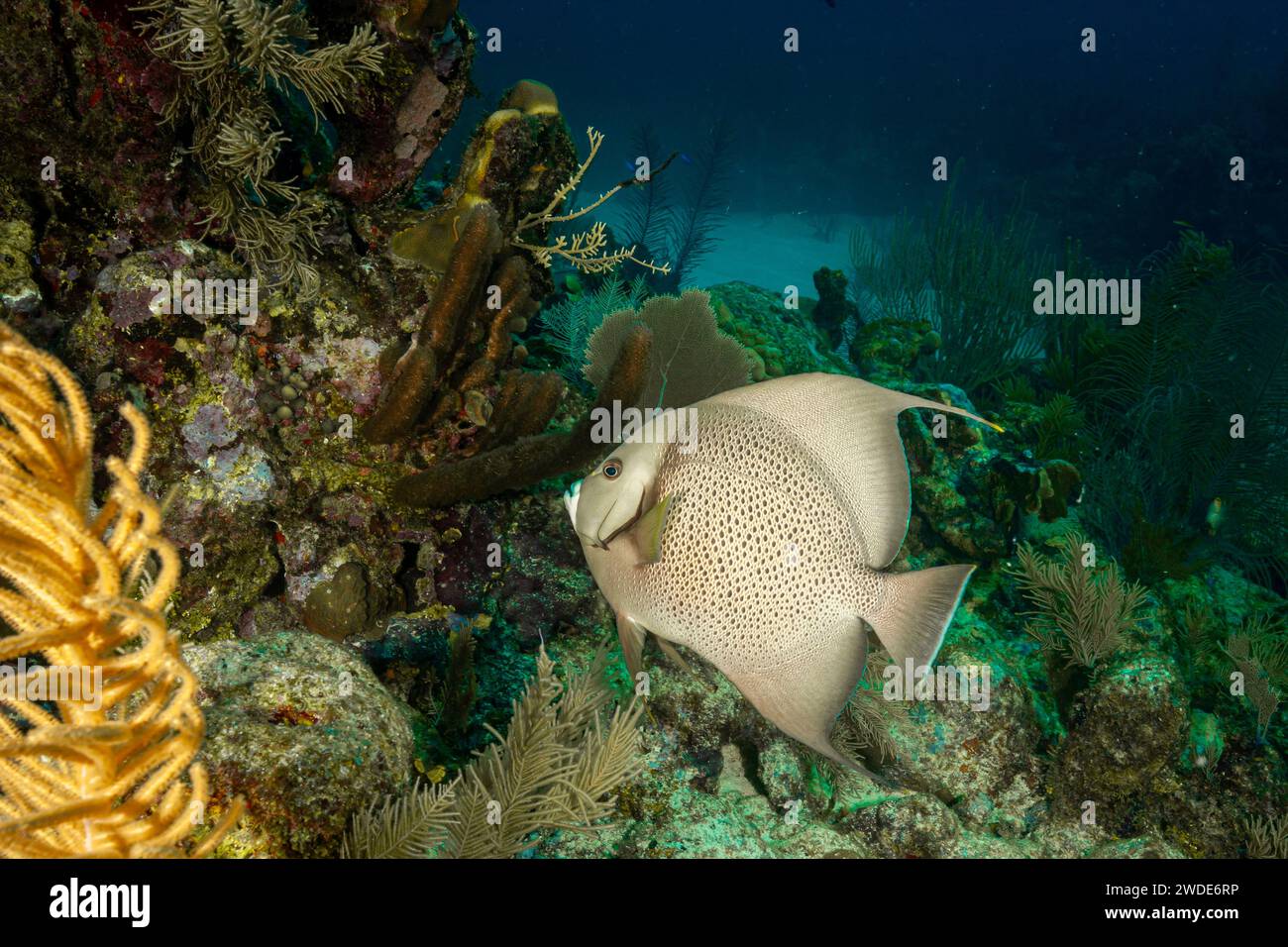Grey Angelfish (Pomacanthus arcuatus Stock Photo - Alamy