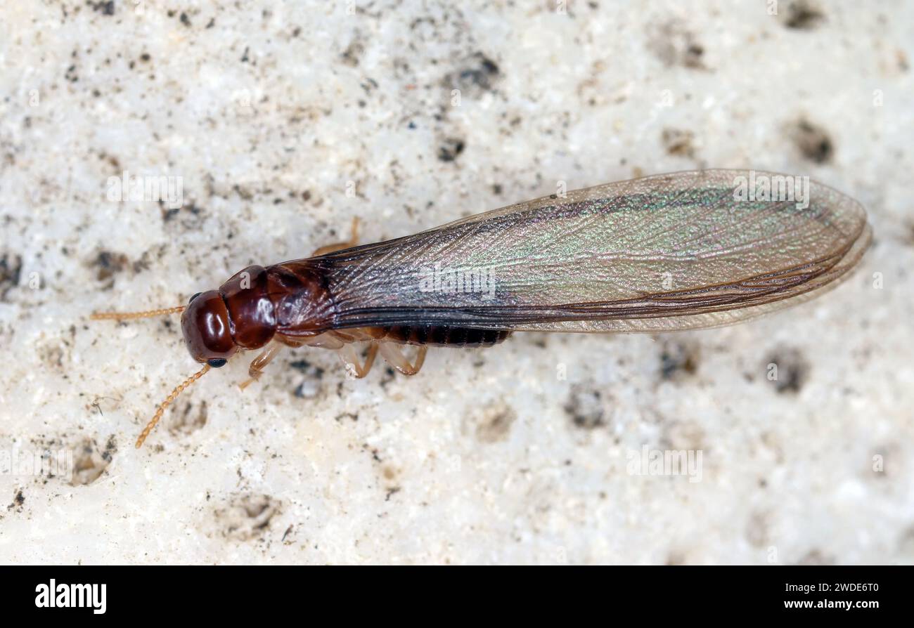 Winged termite hi-res stock photography and images - Alamy