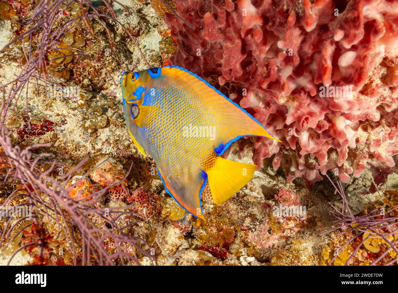 Belize, Queen angelfish (Holacanthus ciliaris Stock Photo - Alamy