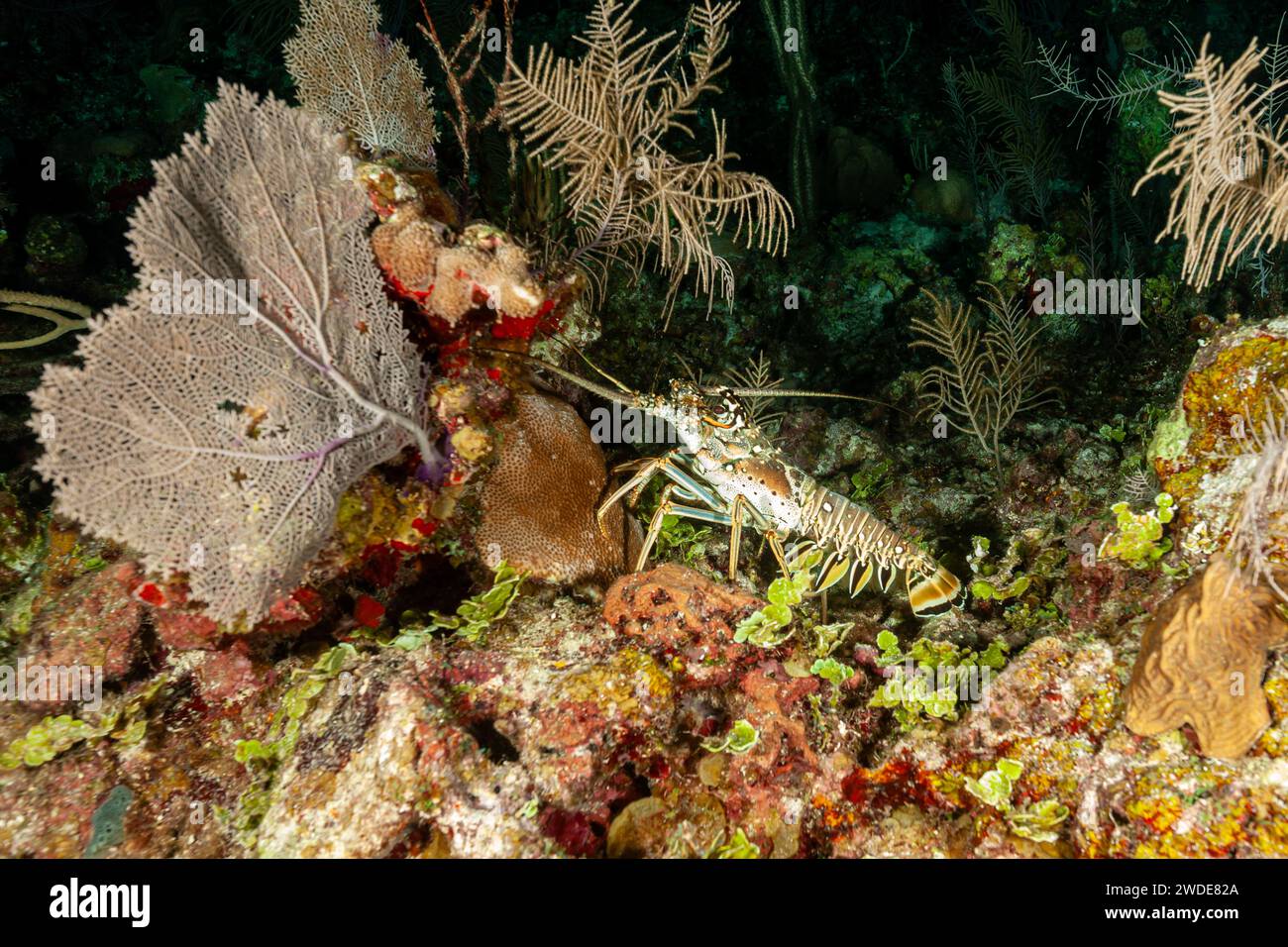 Belize, Caribbean Spiny Lobster (Panulirus argus Stock Photo - Alamy