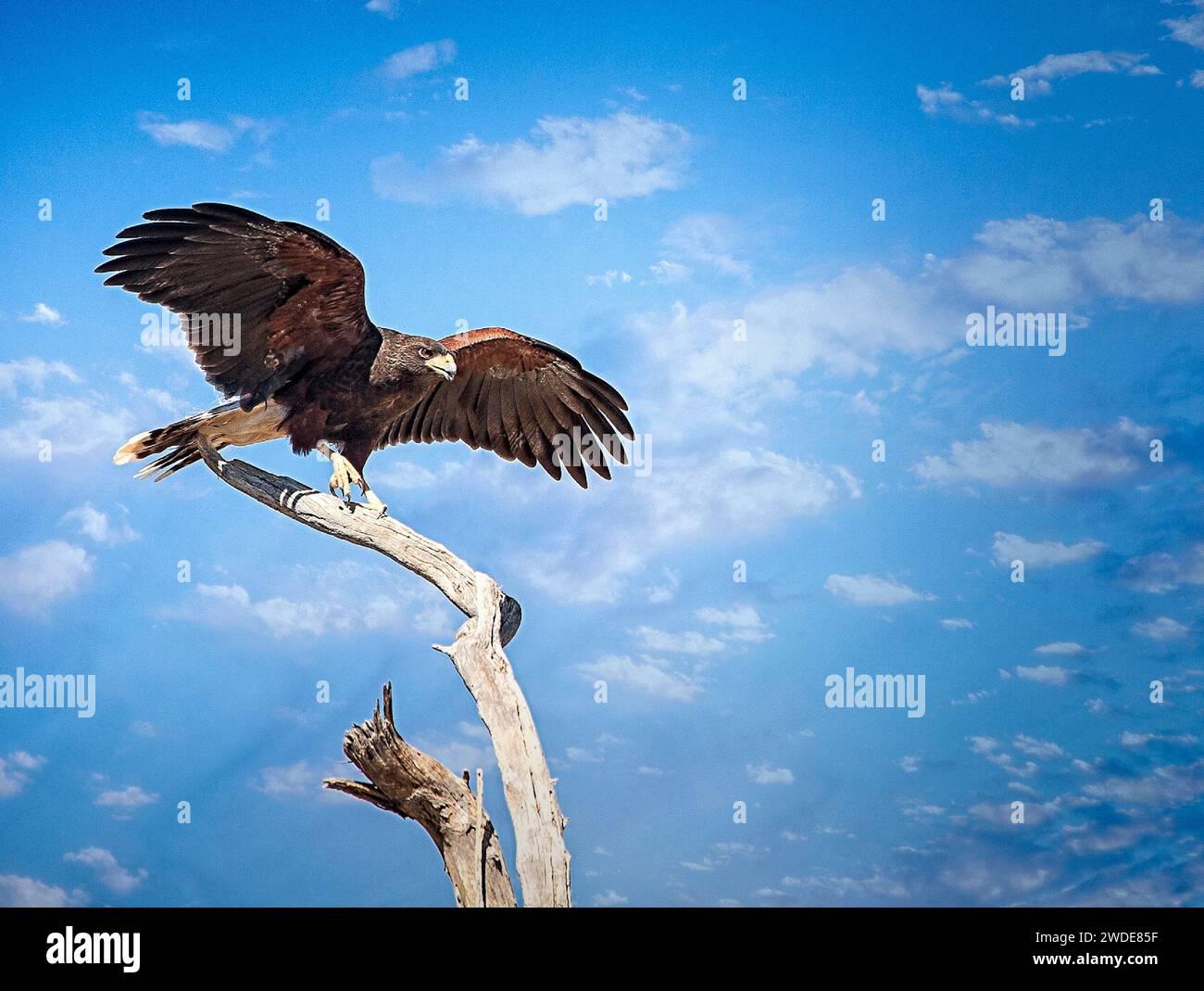 A Harris hawk at the Arizona-Sonora Desert Museum near Tucson, Arizona ...