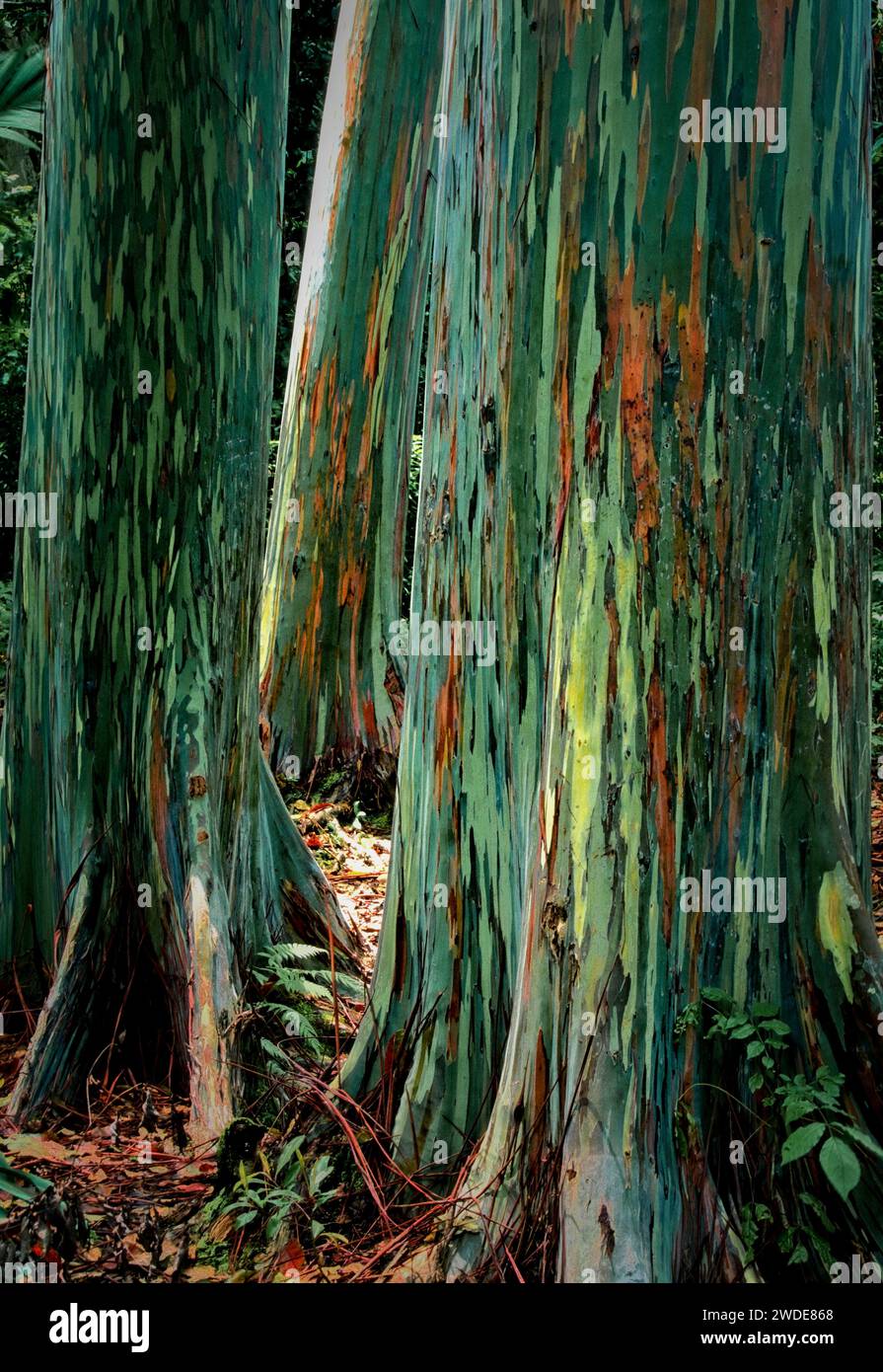 The colorful trunks of Bargas Trees or Painted Gum tree in the forest ...