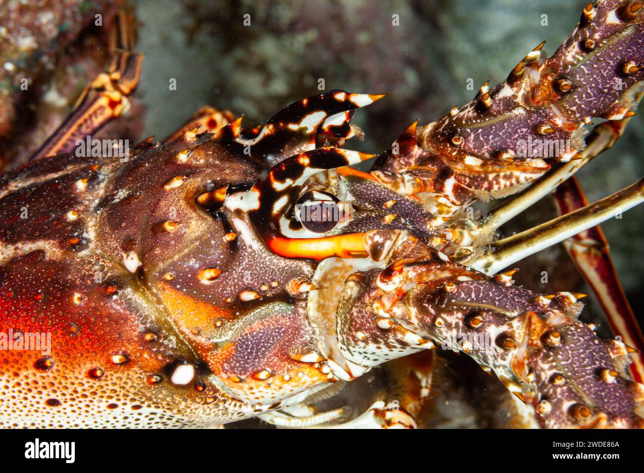 Belize, Caribbean Spiny Lobster (Panulirus argus Stock Photo - Alamy