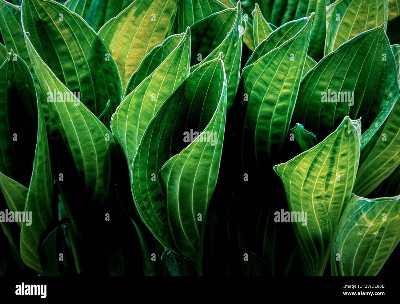 Healthy Hostas sprout new growth in the springtime Stock Photo - Alamy