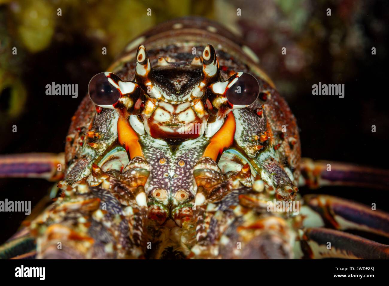 Belize, Caribbean Spiny Lobster (Panulirus argus Stock Photo - Alamy