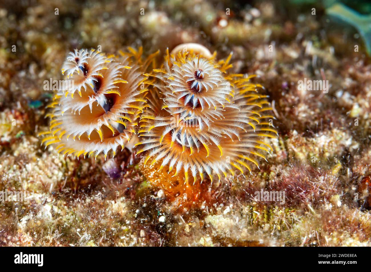 Belize, Christmas tree worms (Spirobranchus giganteus Stock Photo - Alamy