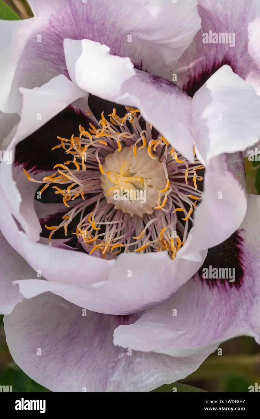 Oriental Poppy flower Papaver orientale, clearly showing the central ...