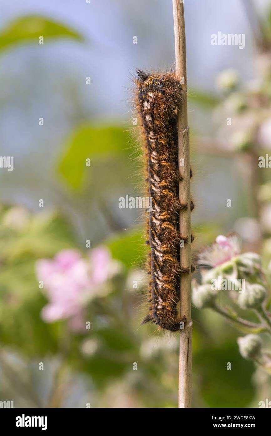 The Drinker Euthrix potatoria, large moth caterpillar crawling up a ...