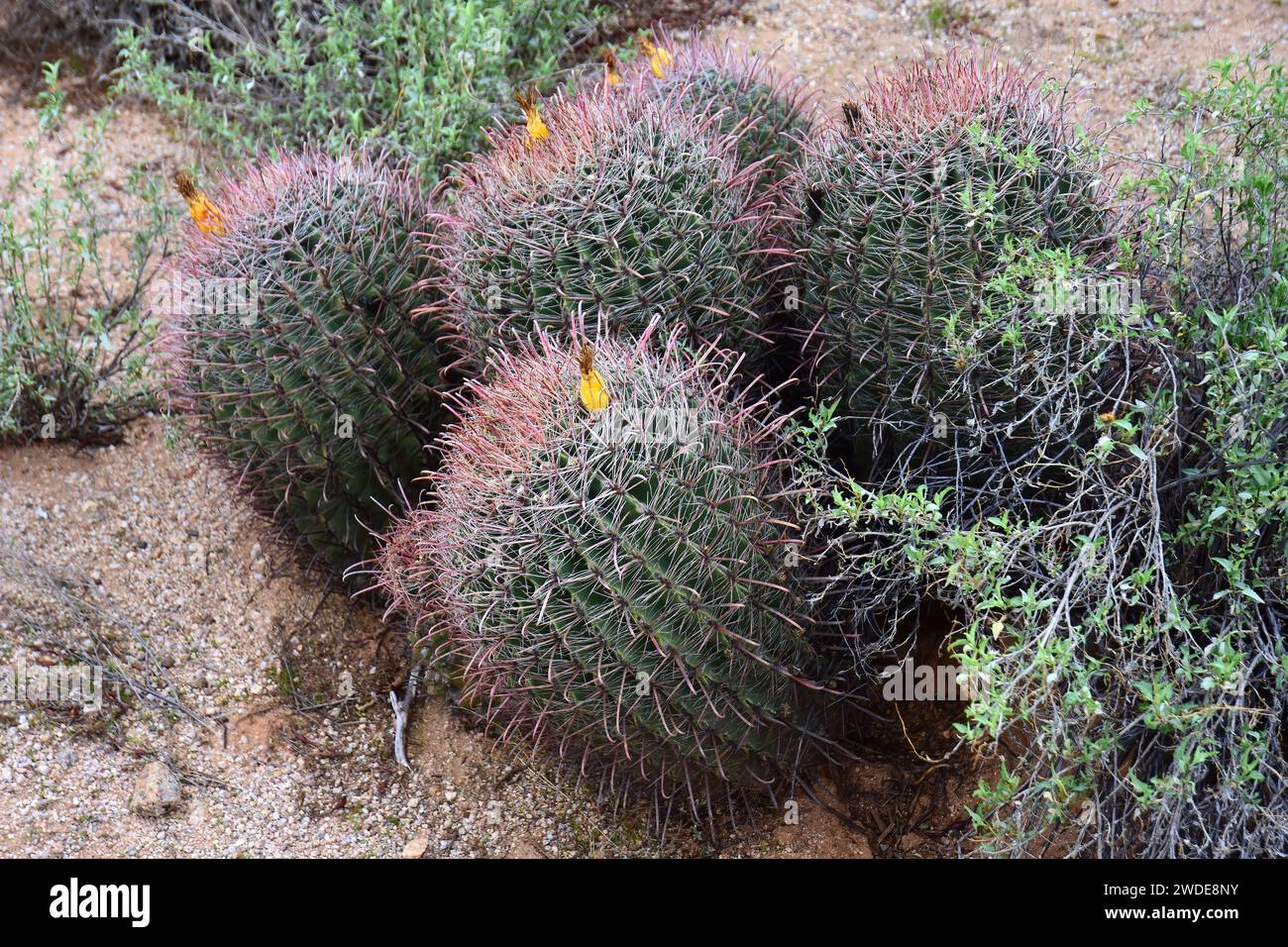 Arizona Barrel Cactus Ferocactus wislizenii in early spring sonora ...