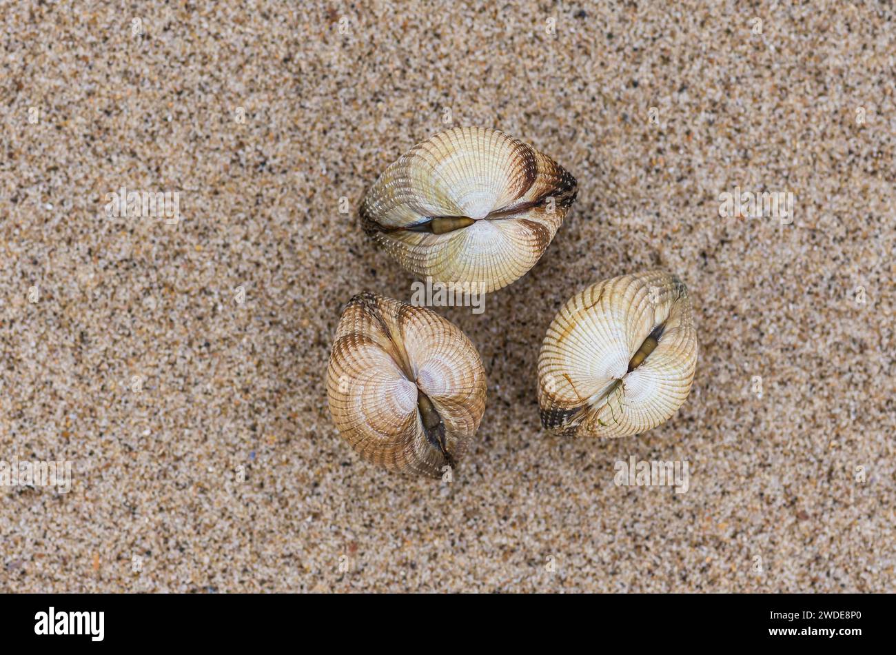 Common Cockles Cardium edule, on a beach, Teesmouth Stock Photo - Alamy