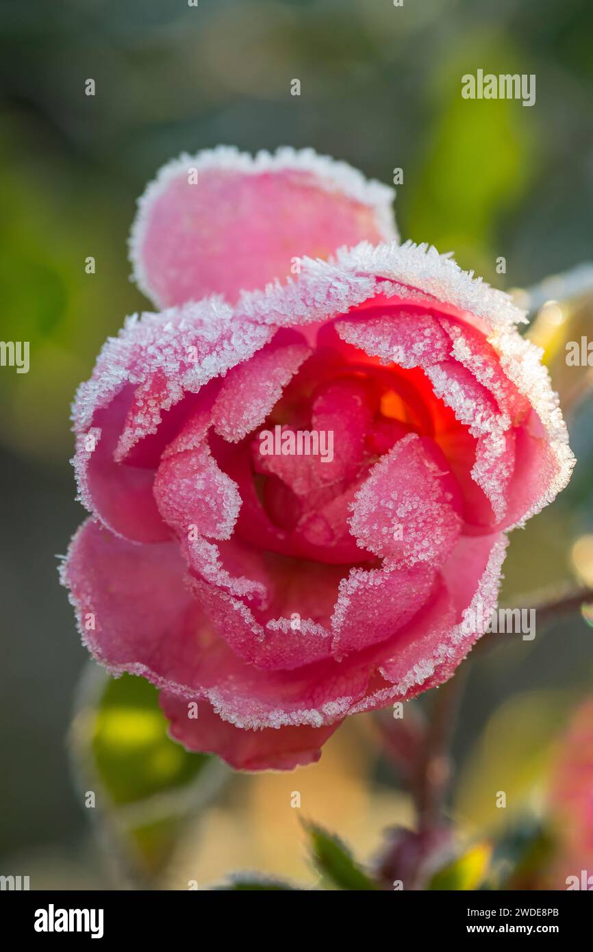 Rose Rosa, single flowerhead covered in frost, November Stock Photo - Alamy