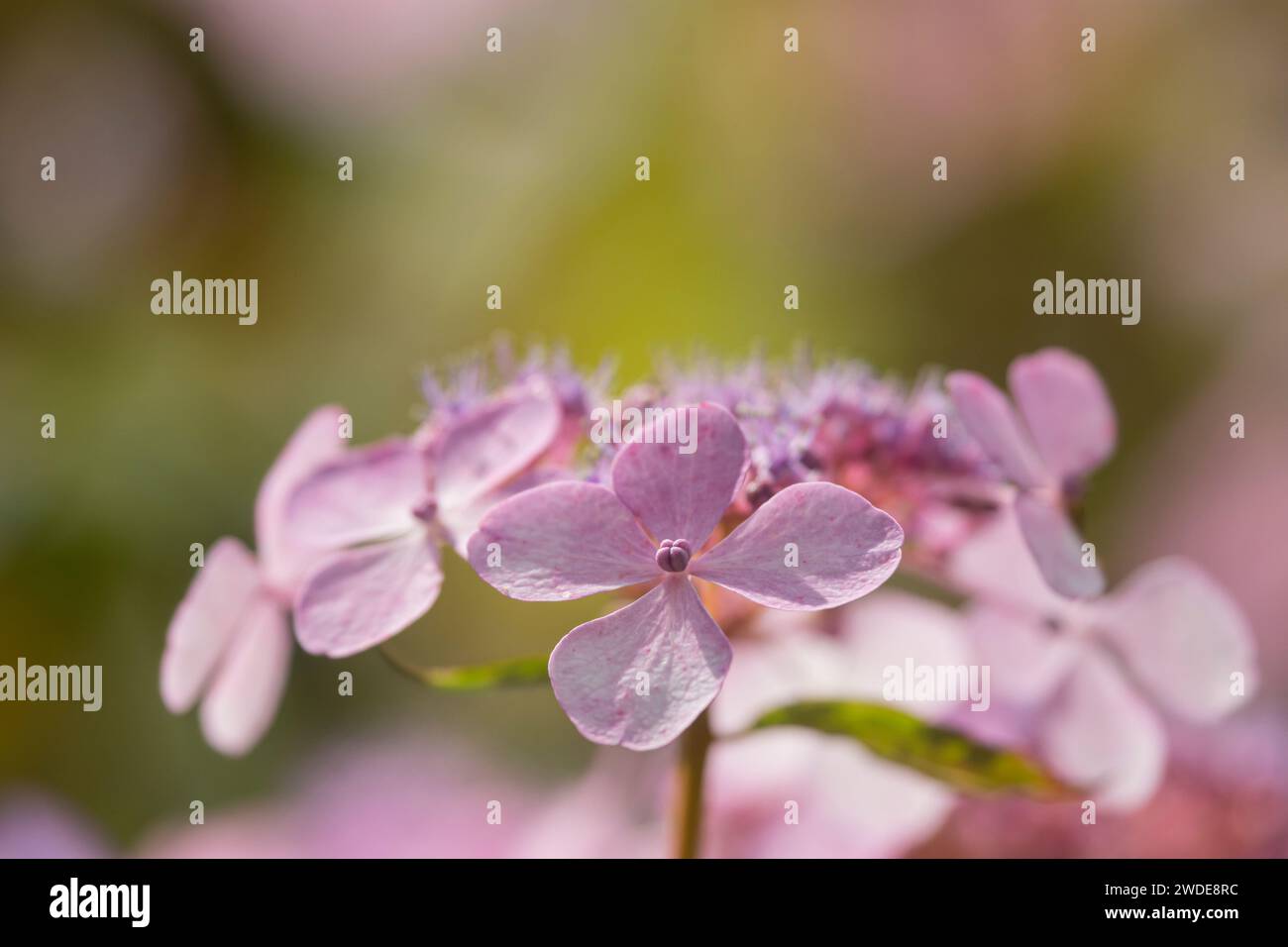 Hydrangea flowers, macrophylia lacecap group, backlit in garden, July Stock Photo - Alamy
