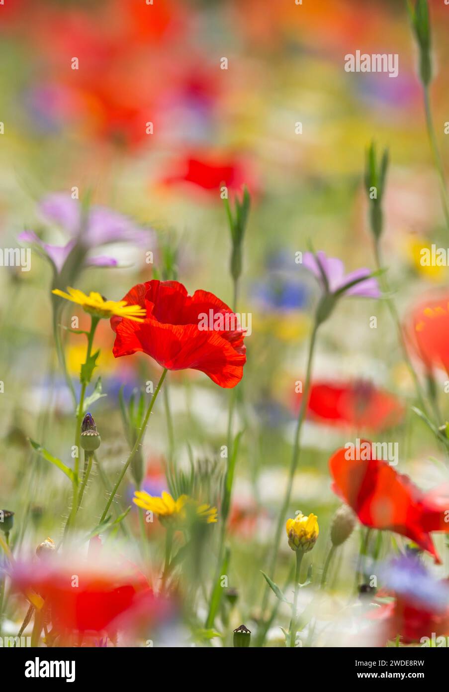 A section of mixed wildflowers in bloom, Co Durham, July Stock Photo ...
