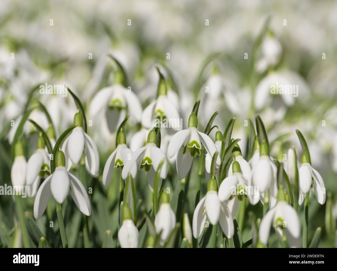 Snowdrops Galanthus nivalus, flowering on bankside in woodland, Co ...
