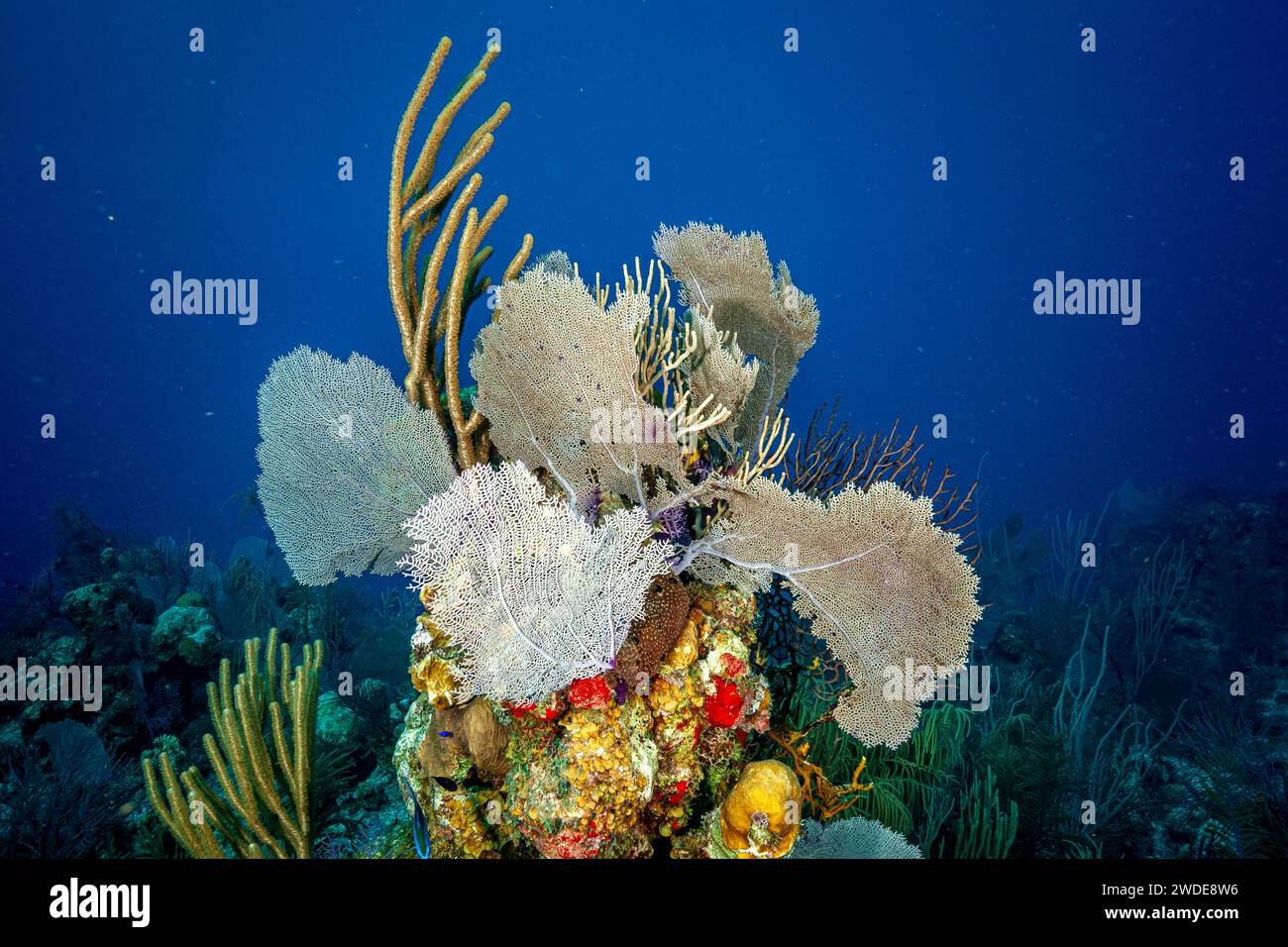 Belize, group of Gorgonias Stock Photo - Alamy