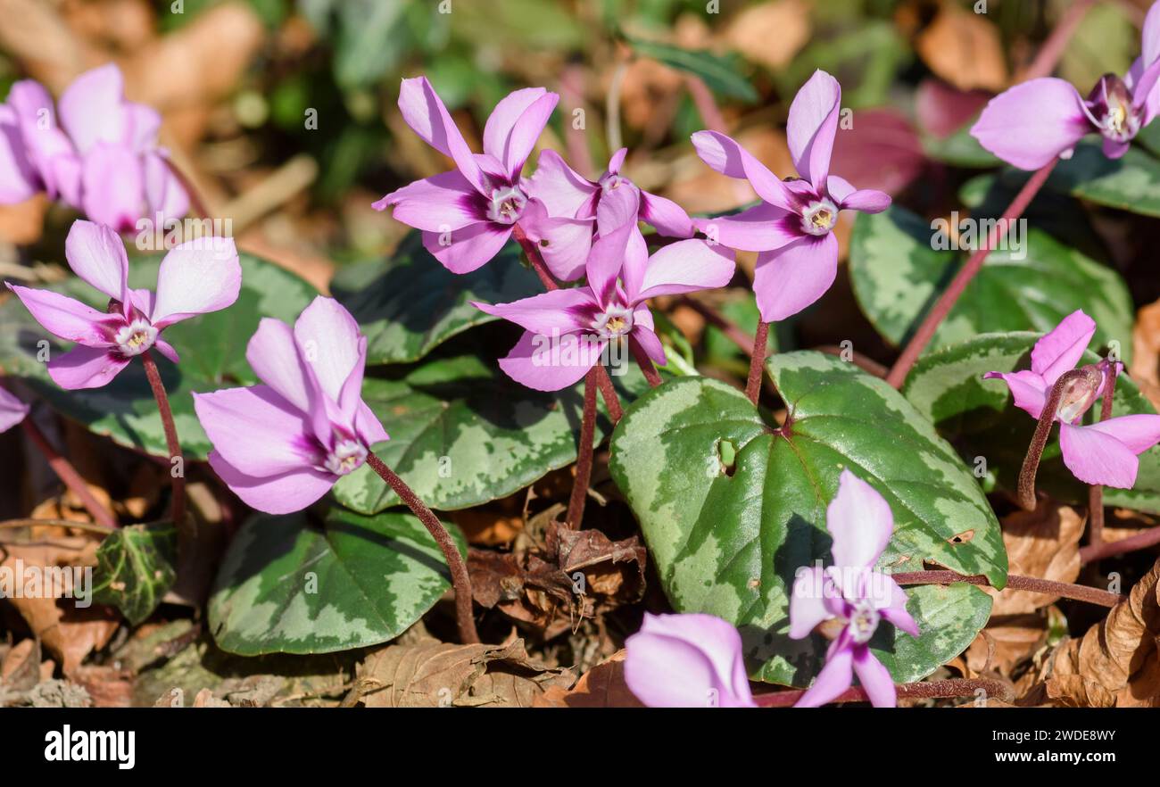 Long stems swept back petals hi-res stock photography and images - Alamy