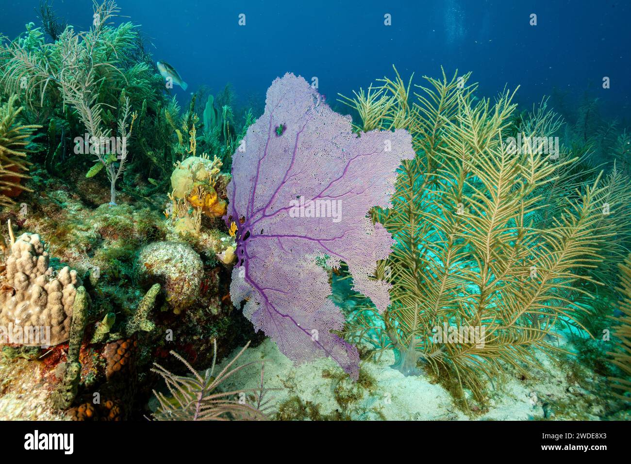 Belize, Purple Sea Fan (Gorgonia ventalina Stock Photo - Alamy