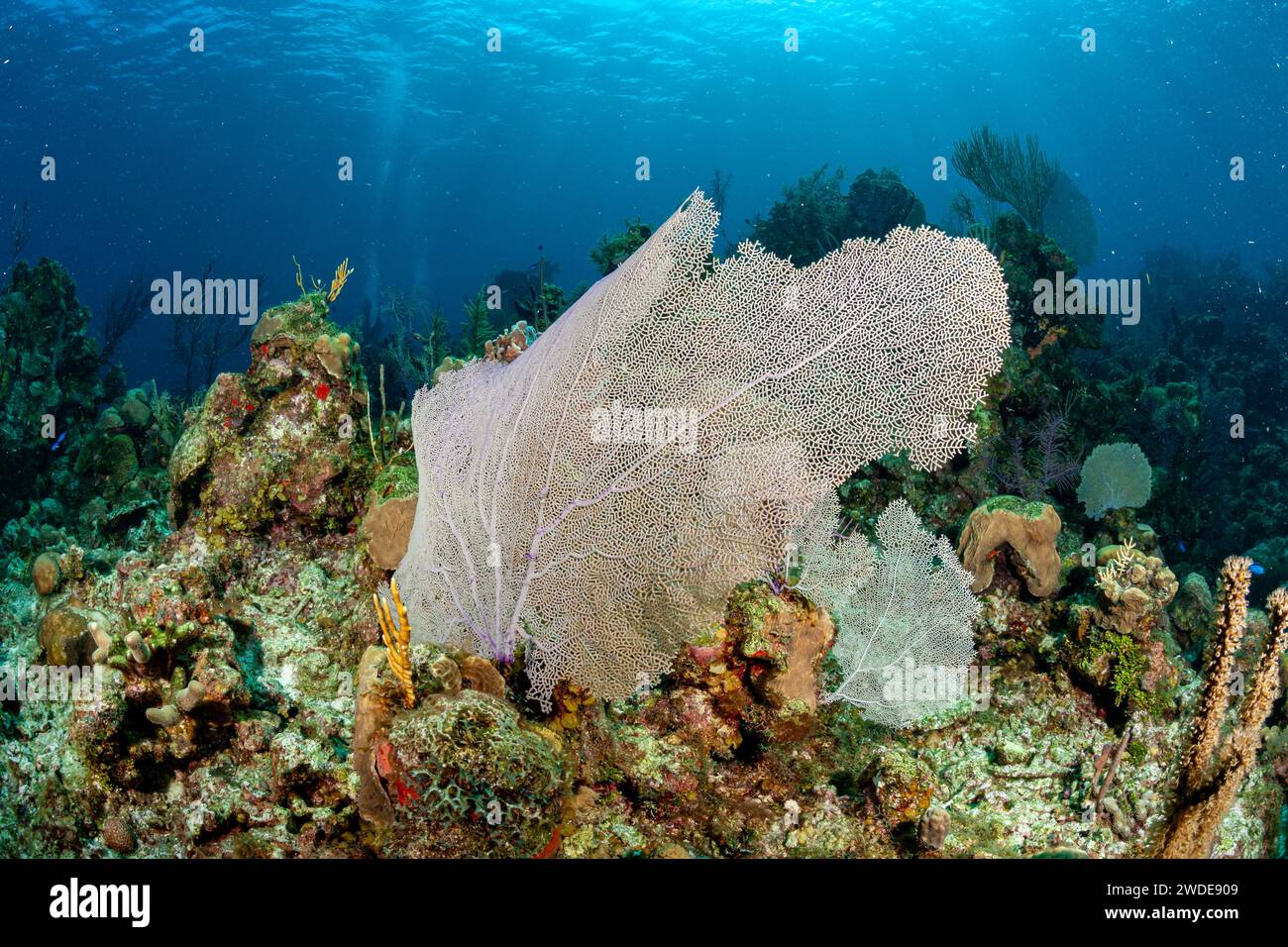 Belize, Purple Sea Fan (Gorgonia ventalina Stock Photo - Alamy
