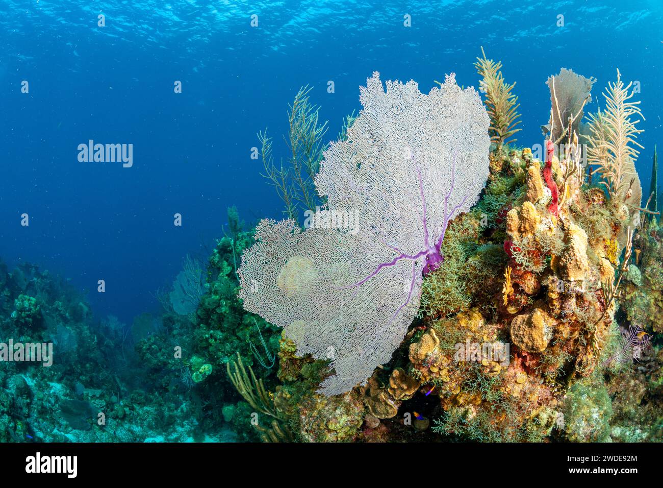 Belize, Purple Sea Fan (Gorgonia ventalina Stock Photo - Alamy