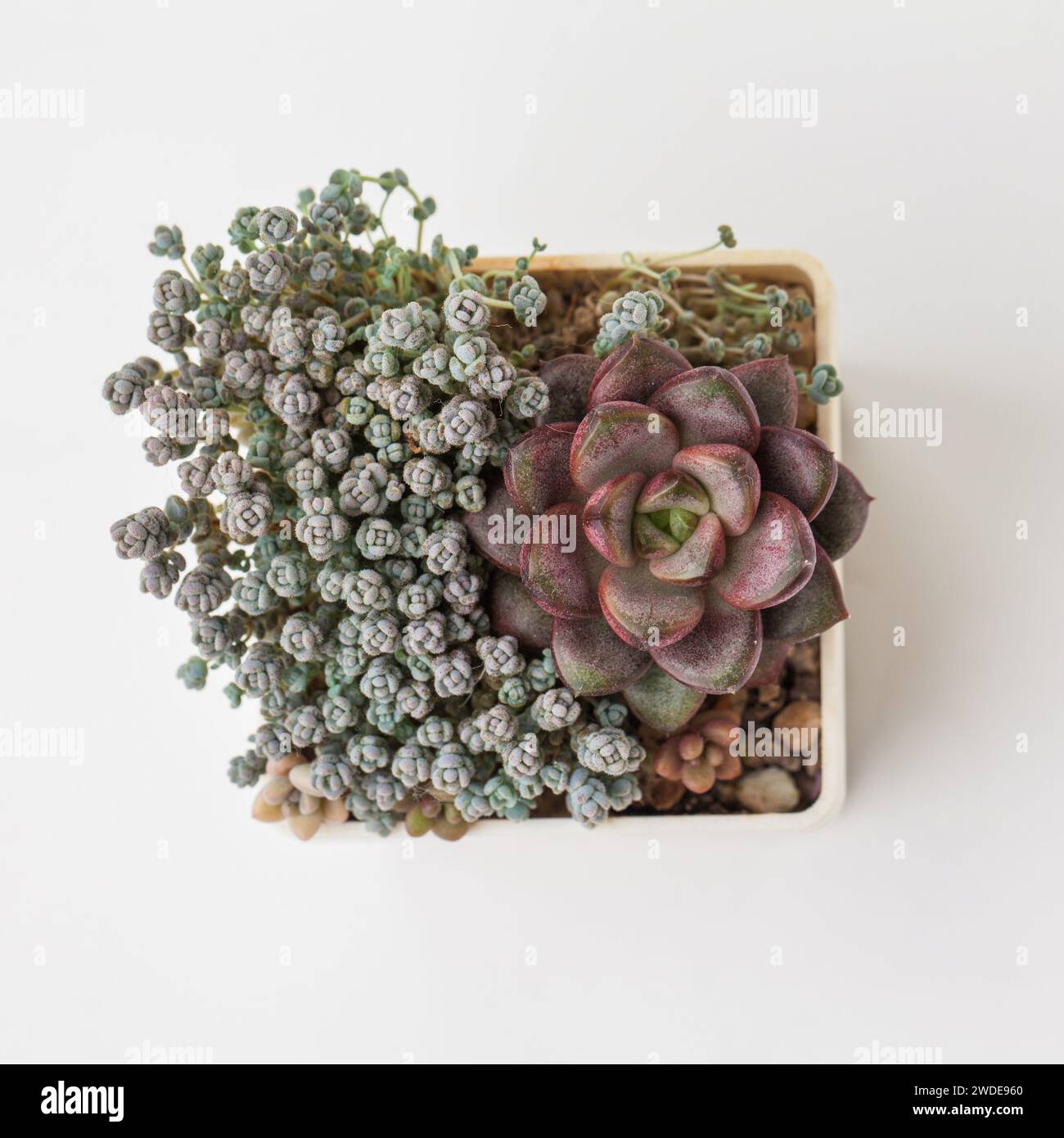 Graptoveria Amethorum houseplant on white background, top view Stock ...