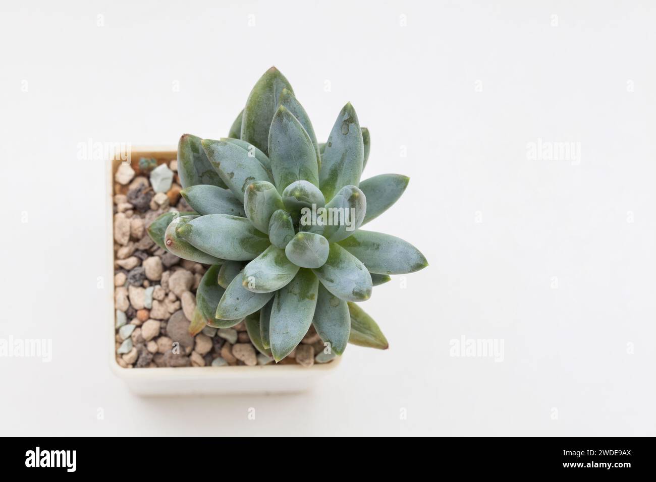 Succulent rosette Pachyveria Glauca or Pachyphytum hookerii houseplant ...