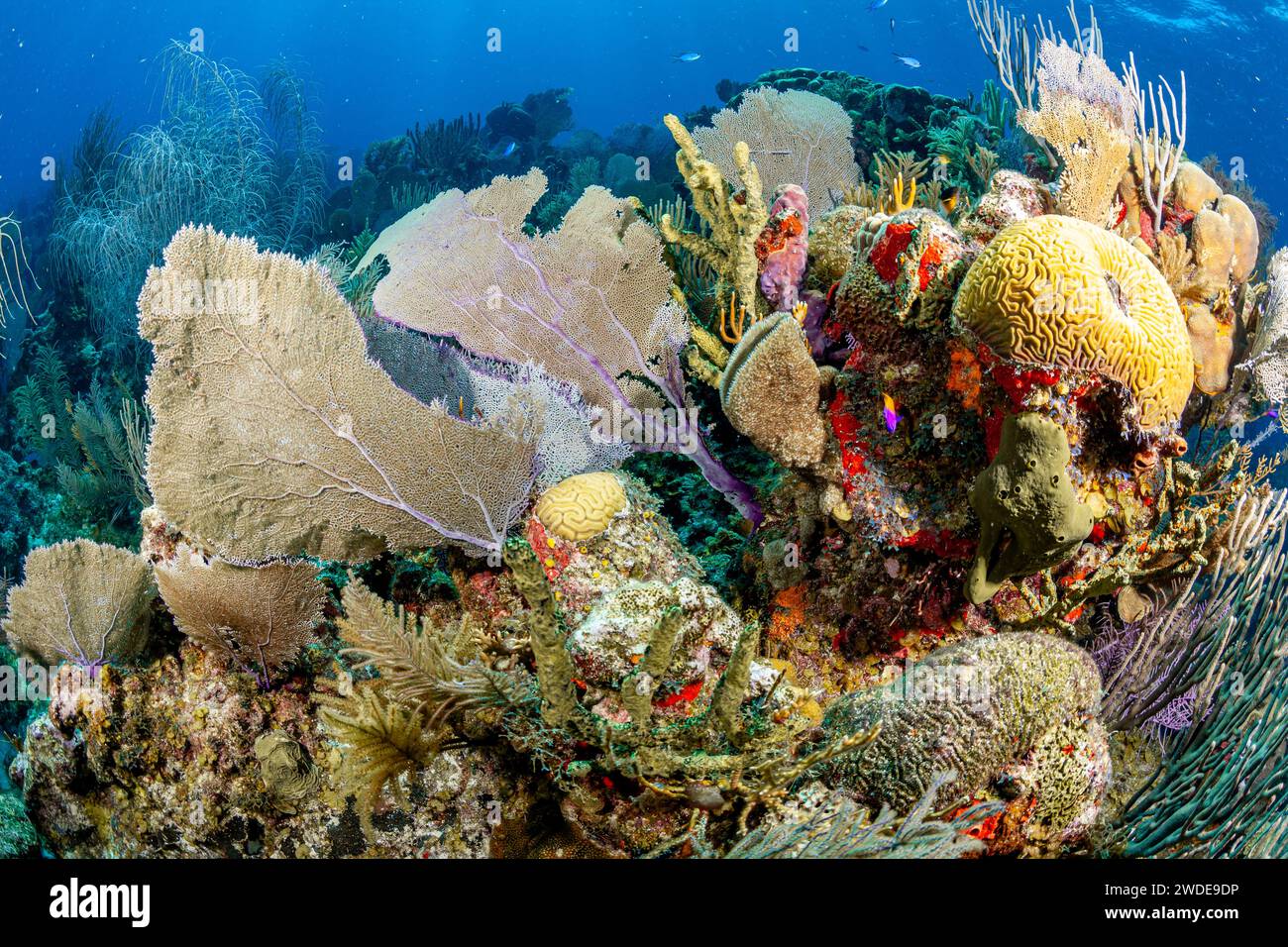Belize, Purple Sea Fan (Gorgonia ventalina Stock Photo - Alamy