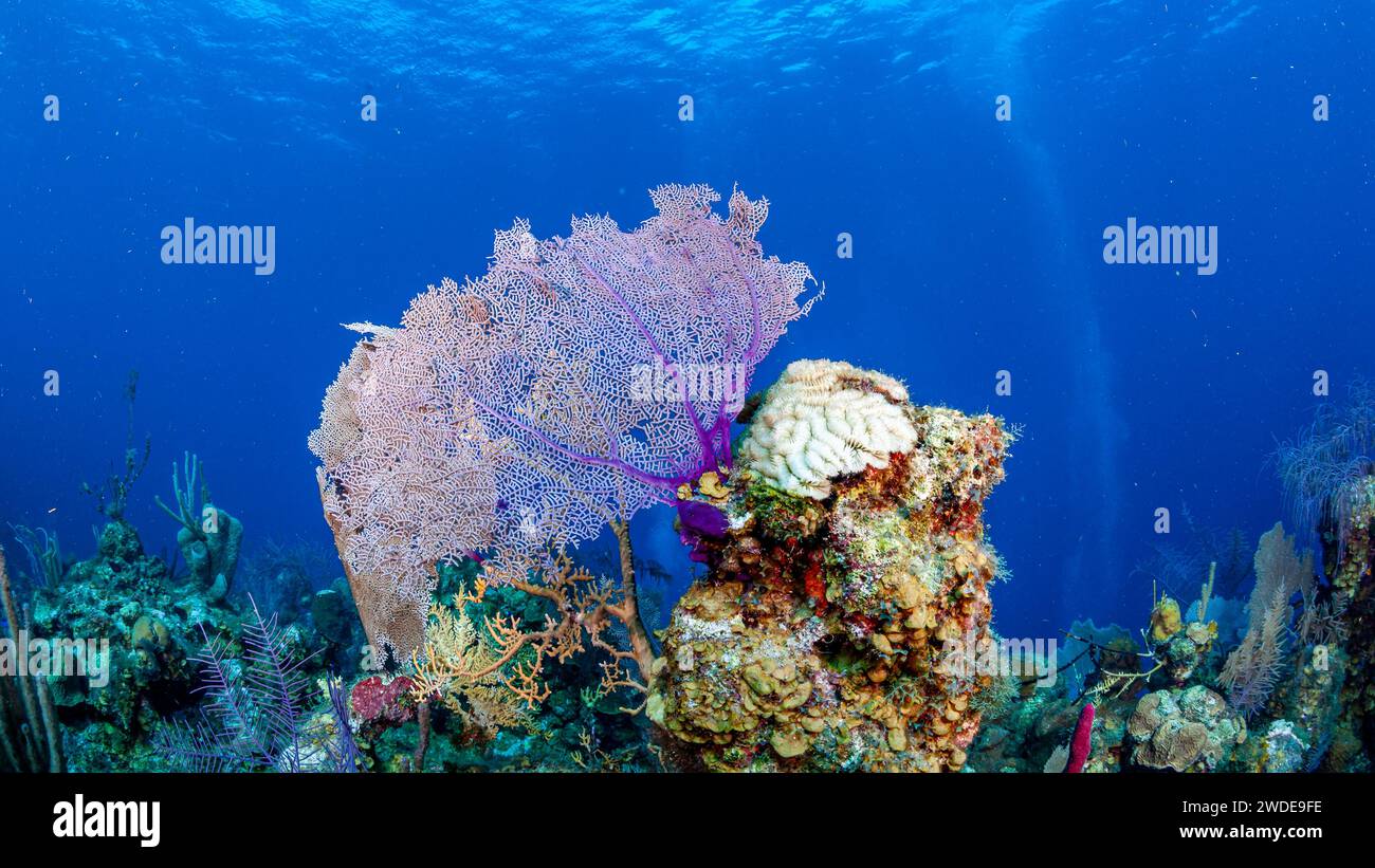 Belize, Purple Sea Fan (Gorgonia ventalina Stock Photo - Alamy