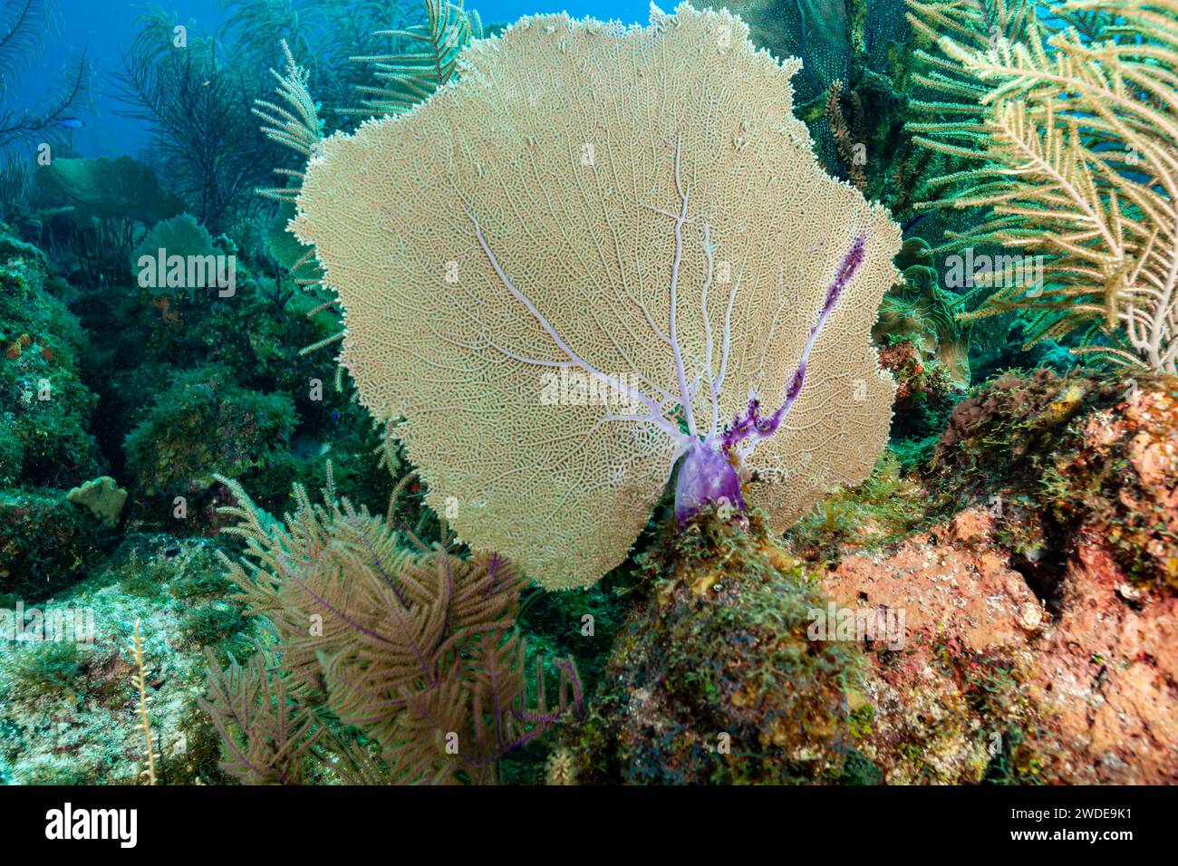 Belize, Purple Sea Fan (Gorgonia ventalina Stock Photo - Alamy