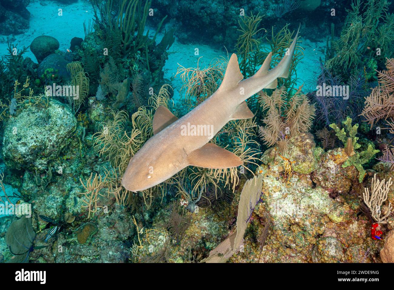 Belize, Nurse Shark (Ginglymostoma cirratum Stock Photo - Alamy