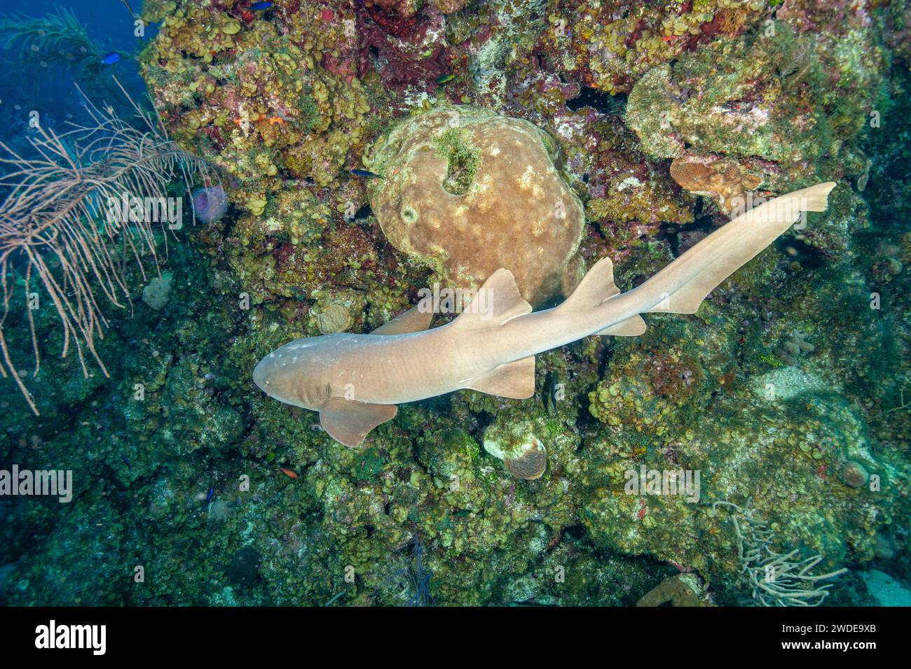 Belize, Nurse Shark (Ginglymostoma cirratum Stock Photo - Alamy