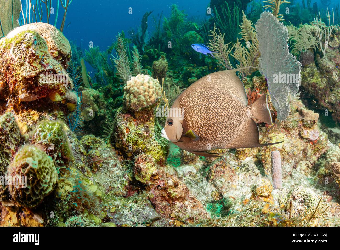 Belize, Grey Angelfish (Pomacanthus arcuatus Stock Photo - Alamy