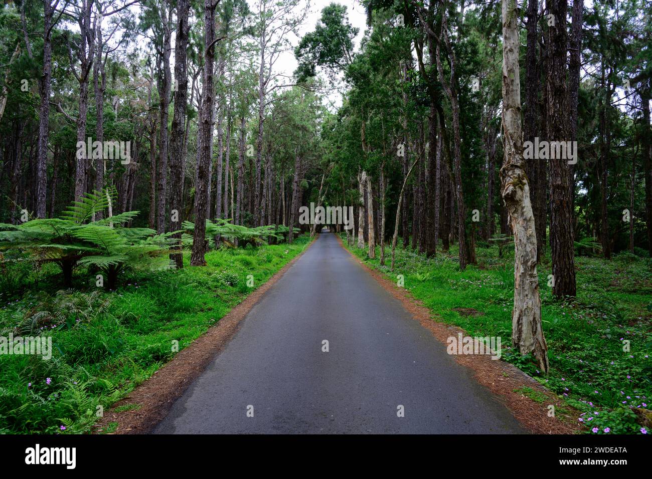Road to Alexandra Falls in the Jungle of Black River National Park ...