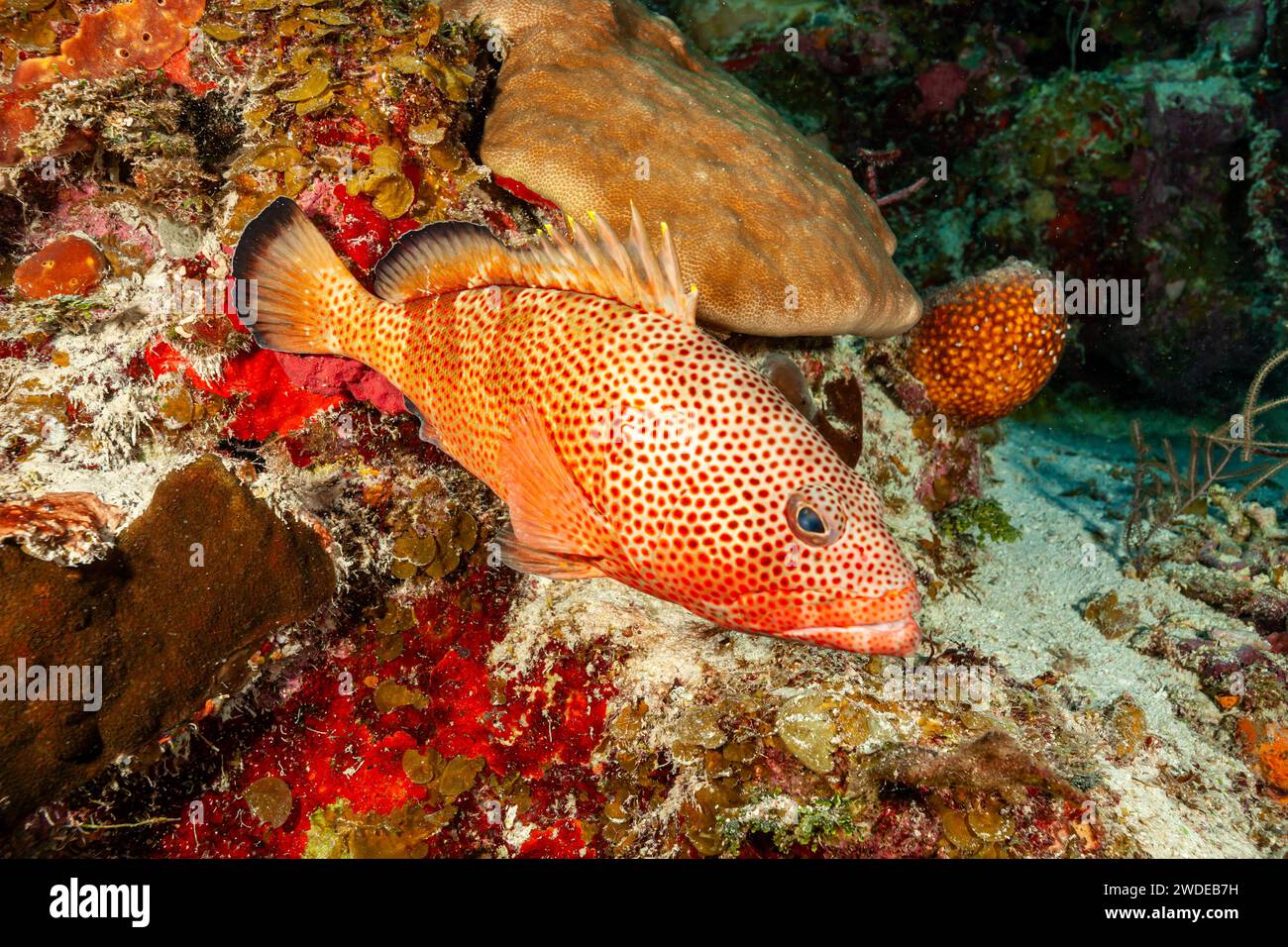 Belize, Red Hind (Epinephelus guttatus Stock Photo - Alamy