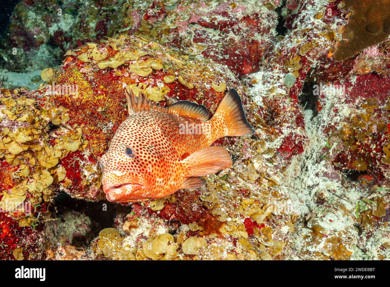 Belize, Red Hind (Epinephelus guttatus Stock Photo - Alamy